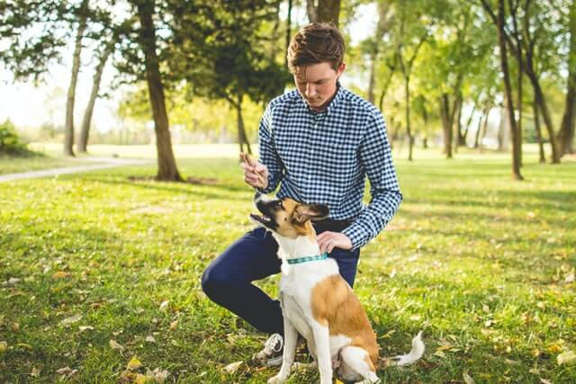 6 Quick Tips To Mastering How To Train Your Dog To Fetch – KUOSER