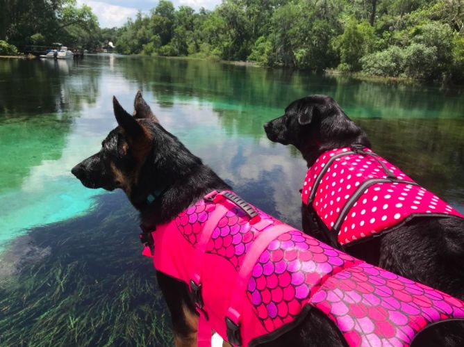 The 10 Best Dog Life Jackets Vests for 2021 – KUOSER